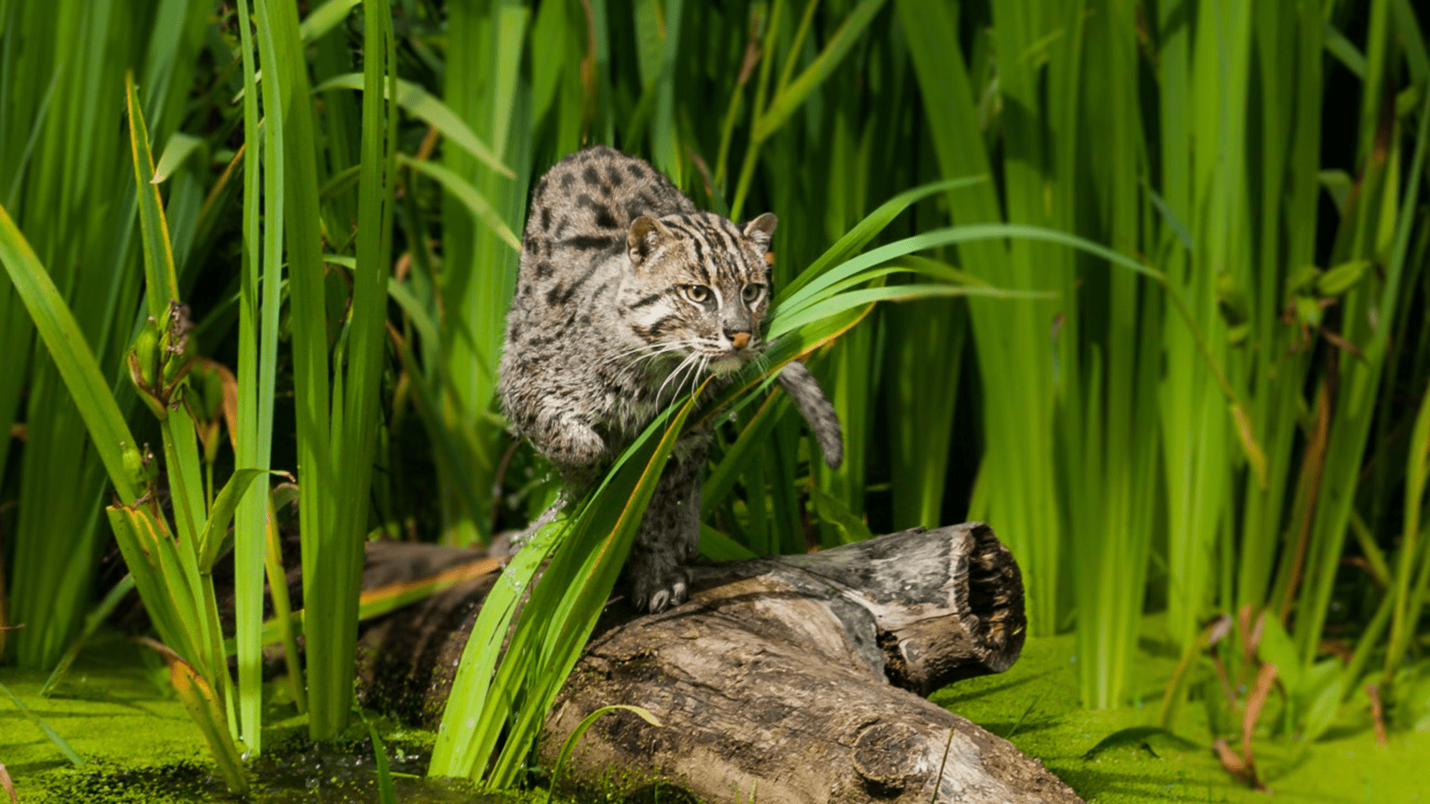 The Biology of Corporate Survival - BCG Henderson Institute